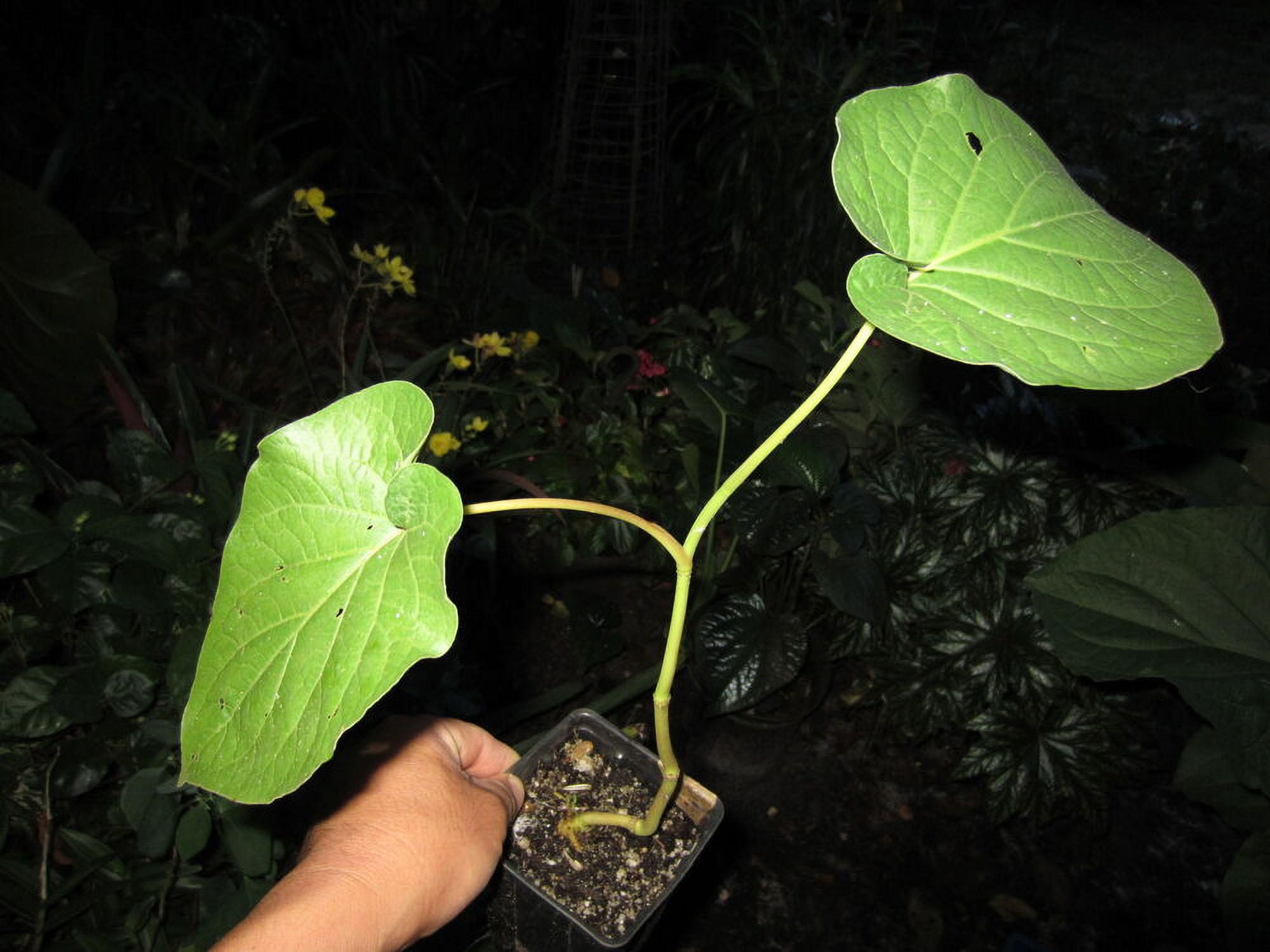 3 Clump Plant in 1 pot Piper Auritum Root Beer Plant Mexican Pepperleaf ...