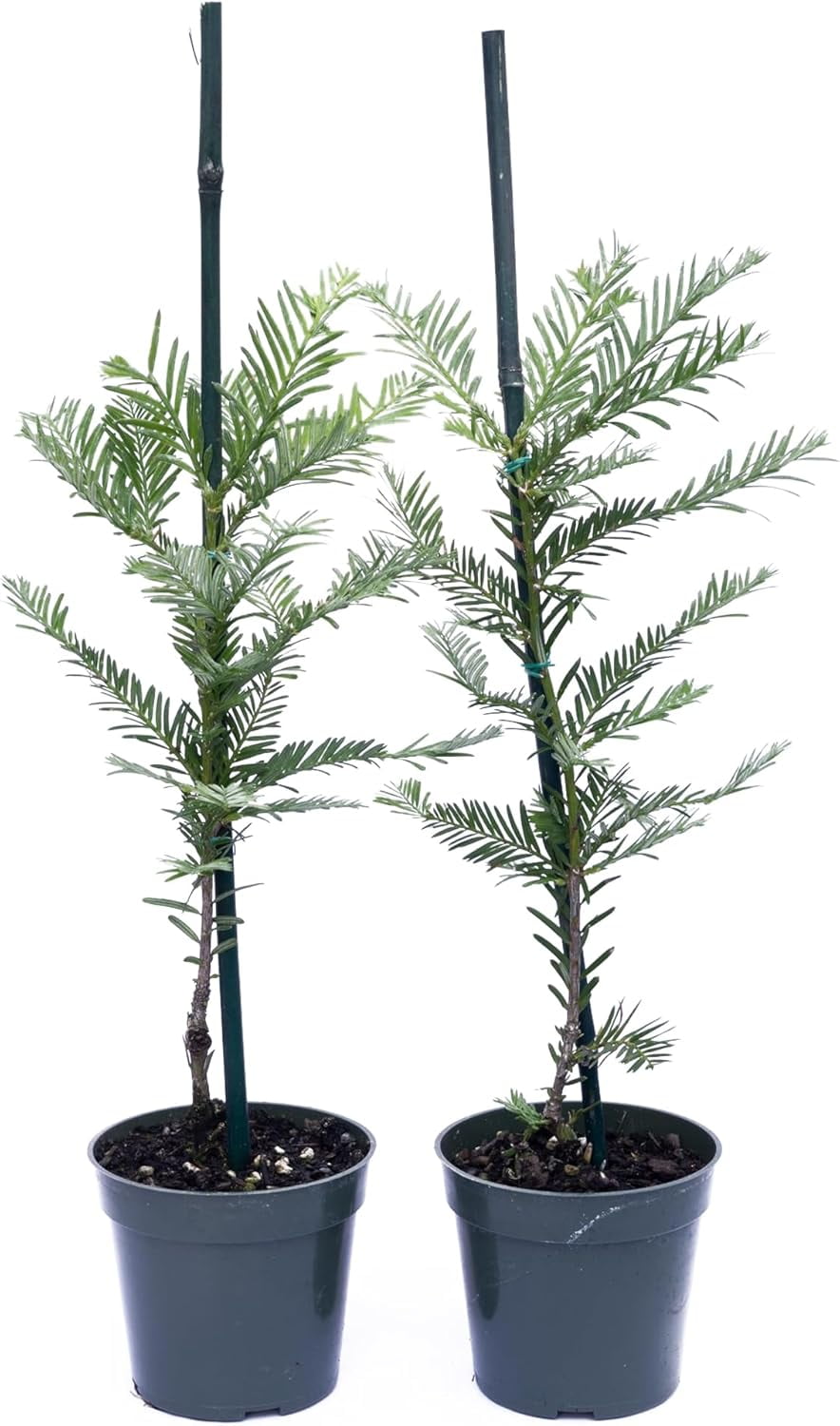 3 Coastal Redwood Trees – Live Plants – Sequoia sempervirens – Thriving ...