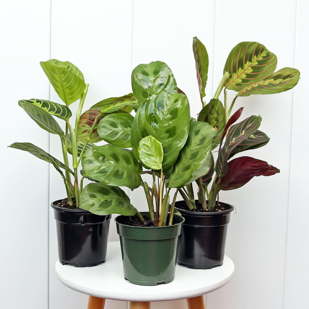 3 Combo Red, Lemon and Green Maranta, Prayer Plant, LIVE houseplant in ...