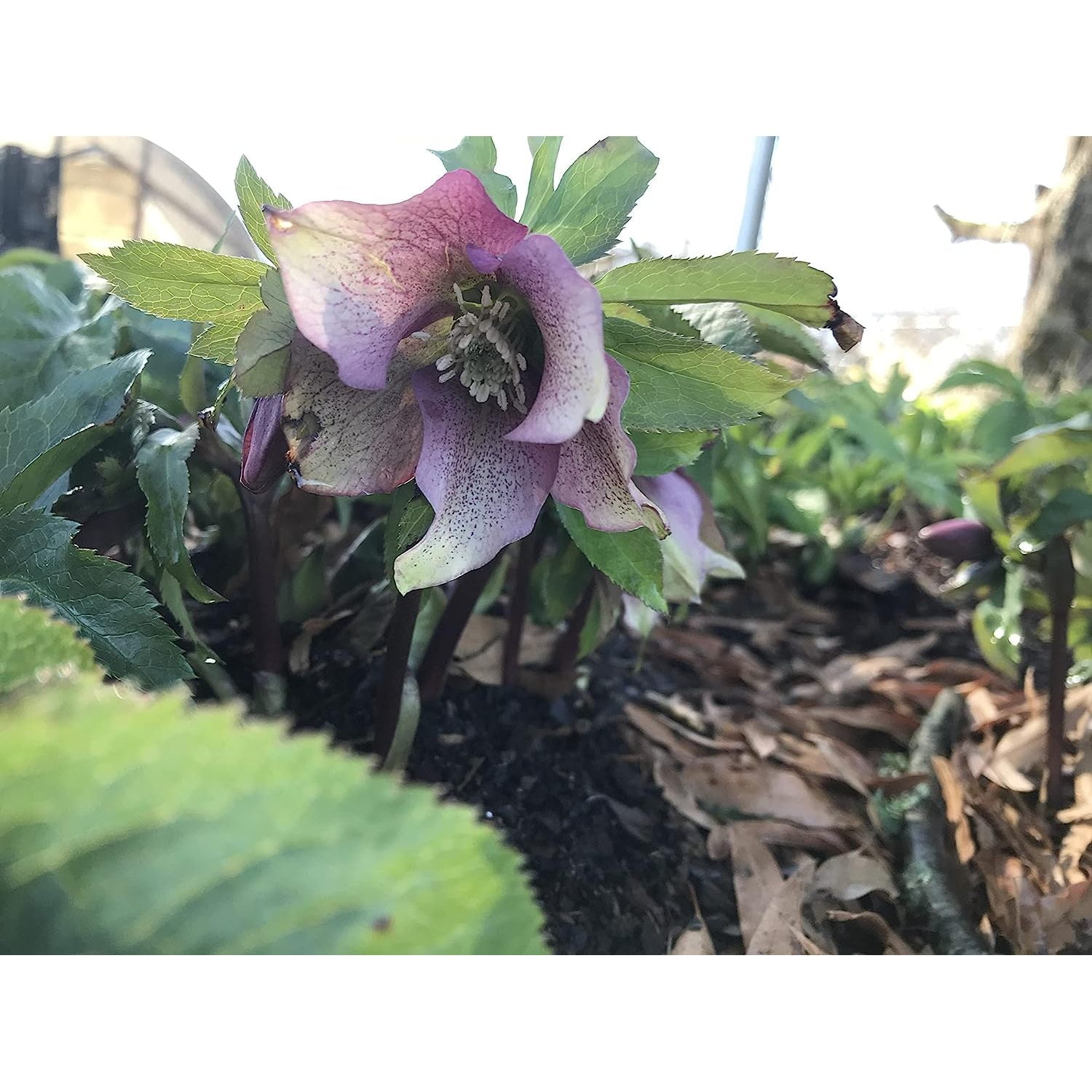 3 Containers of Mixed Lenten Rose/ Hellebore in 2.5 Inch Pots-- Great ...
