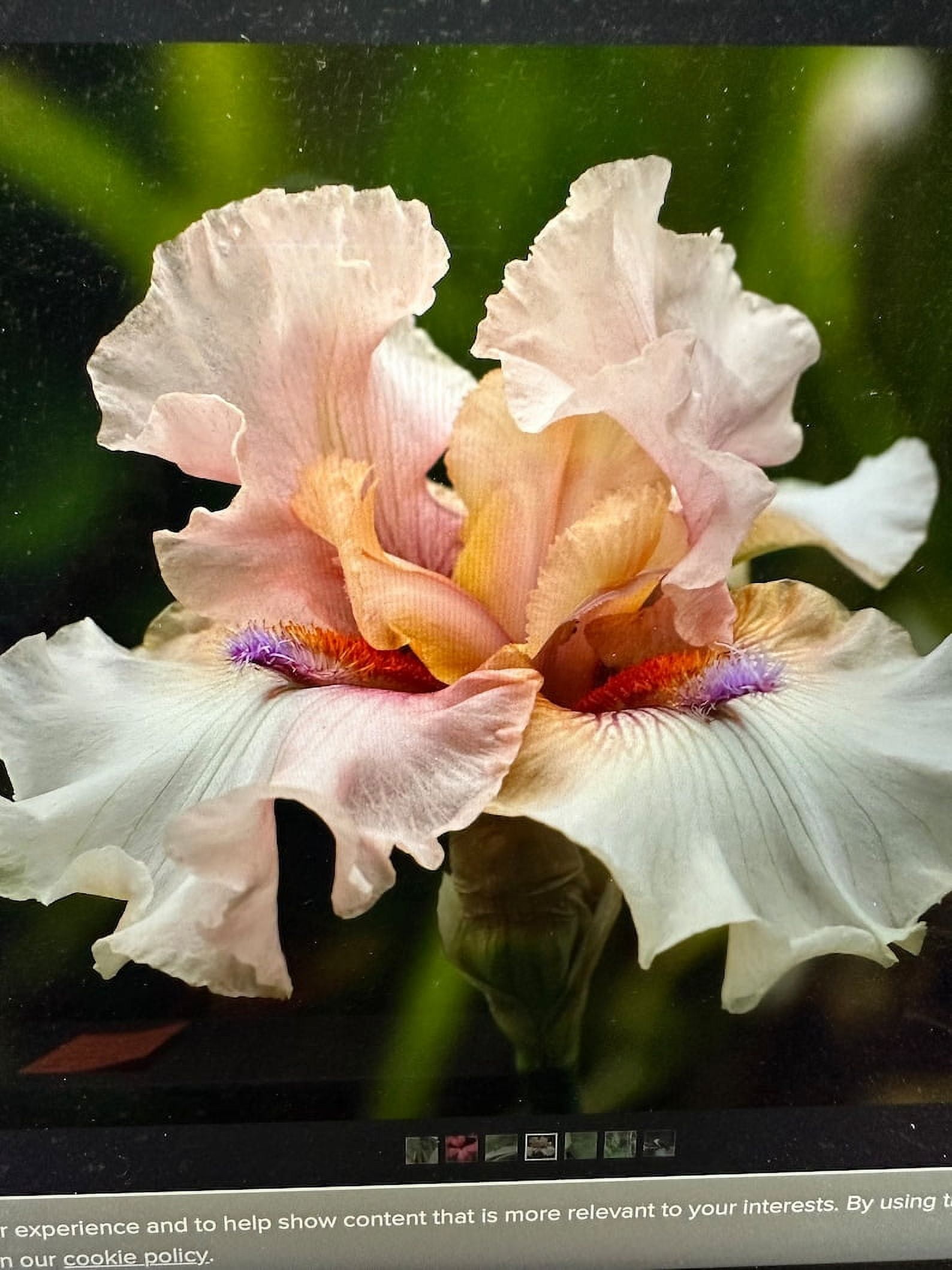 3 Convertina Iris - Iris Germanica Bareroot - Walmart.com