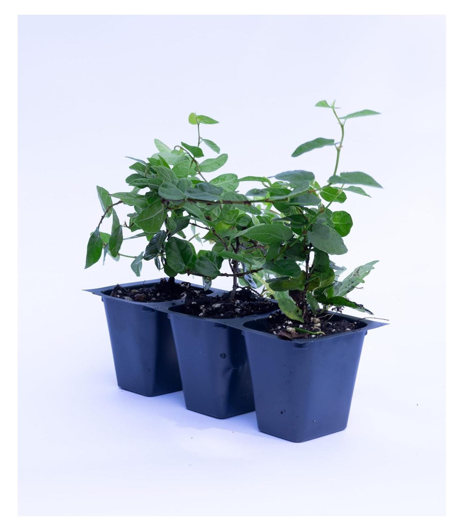 3 Creeping Fig, Ficus Repens, Growing in 2.5" Nursery Cubes, Attractive ...