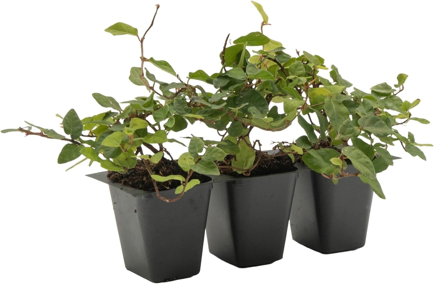 CitronellaKing 3 Creeping Fig, Live Plants – Ficus Repens – Fast ...