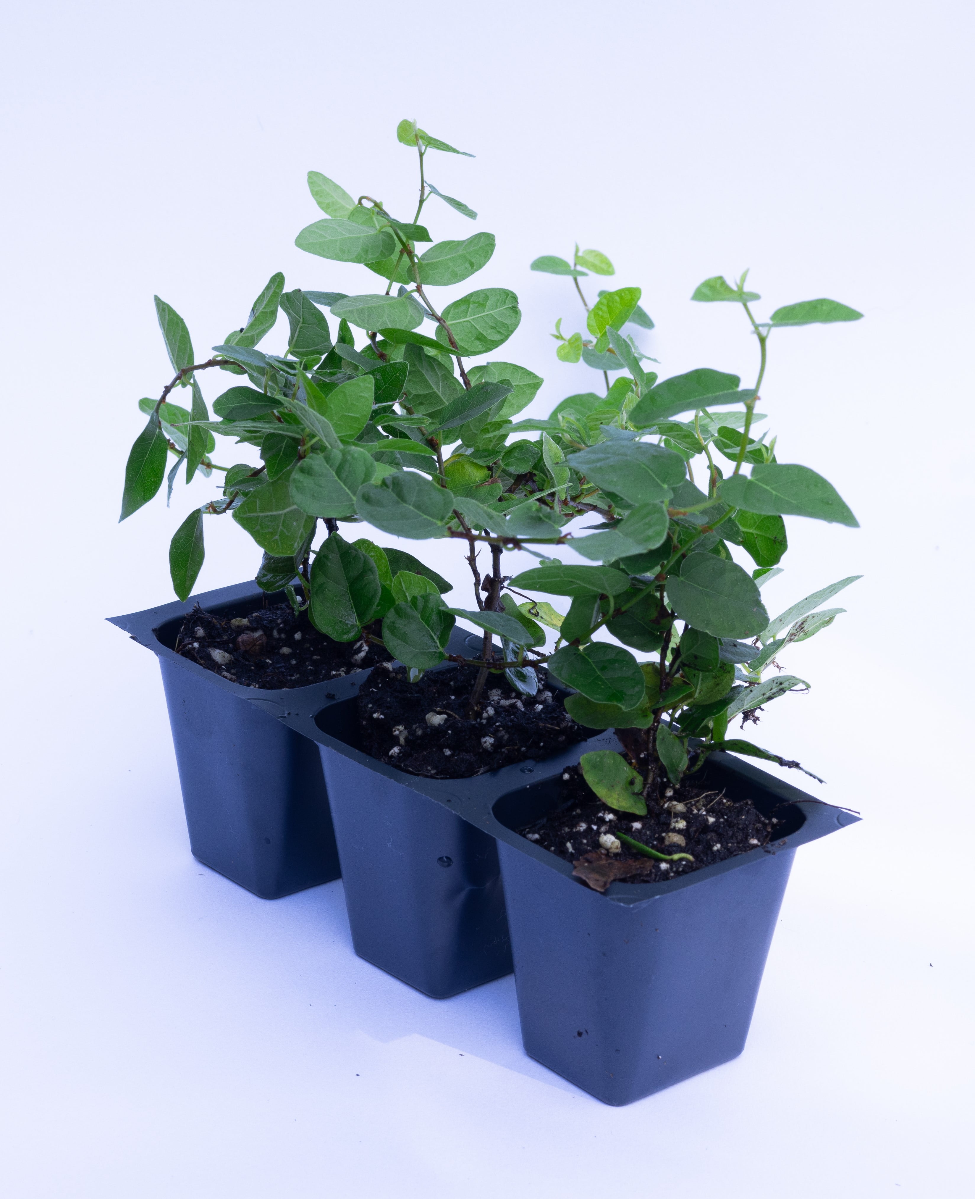 3 Creeping Fig, Live Plants – Ficus Repens – Fast-Growing & Versatile ...