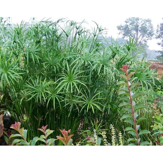 3 Cyprus Dwarf Papyrus Grass in 4 inch Pot - Walmart.com
