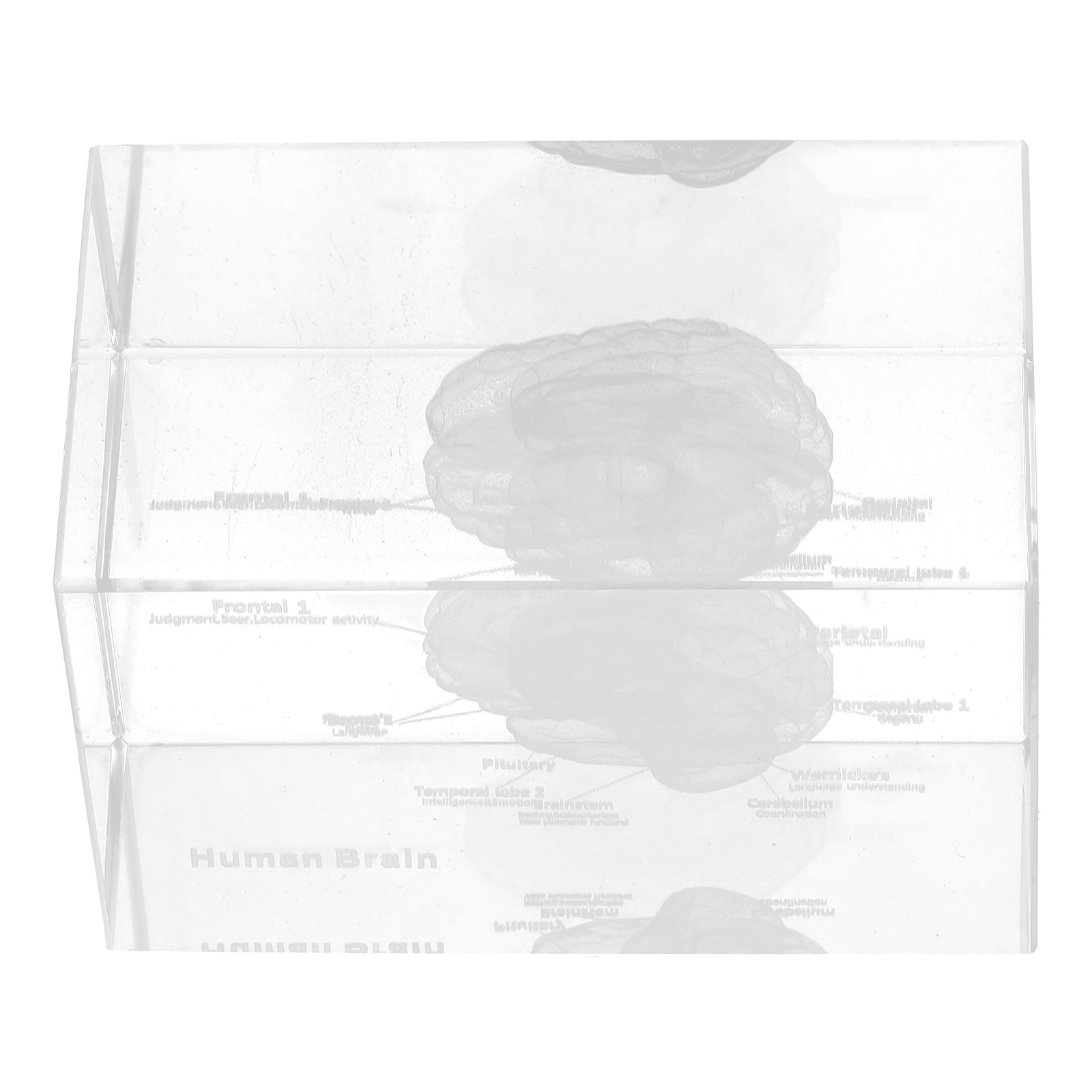 3 D Brain Model Glass Paperweight Human Anatomy Transparent - Walmart.com