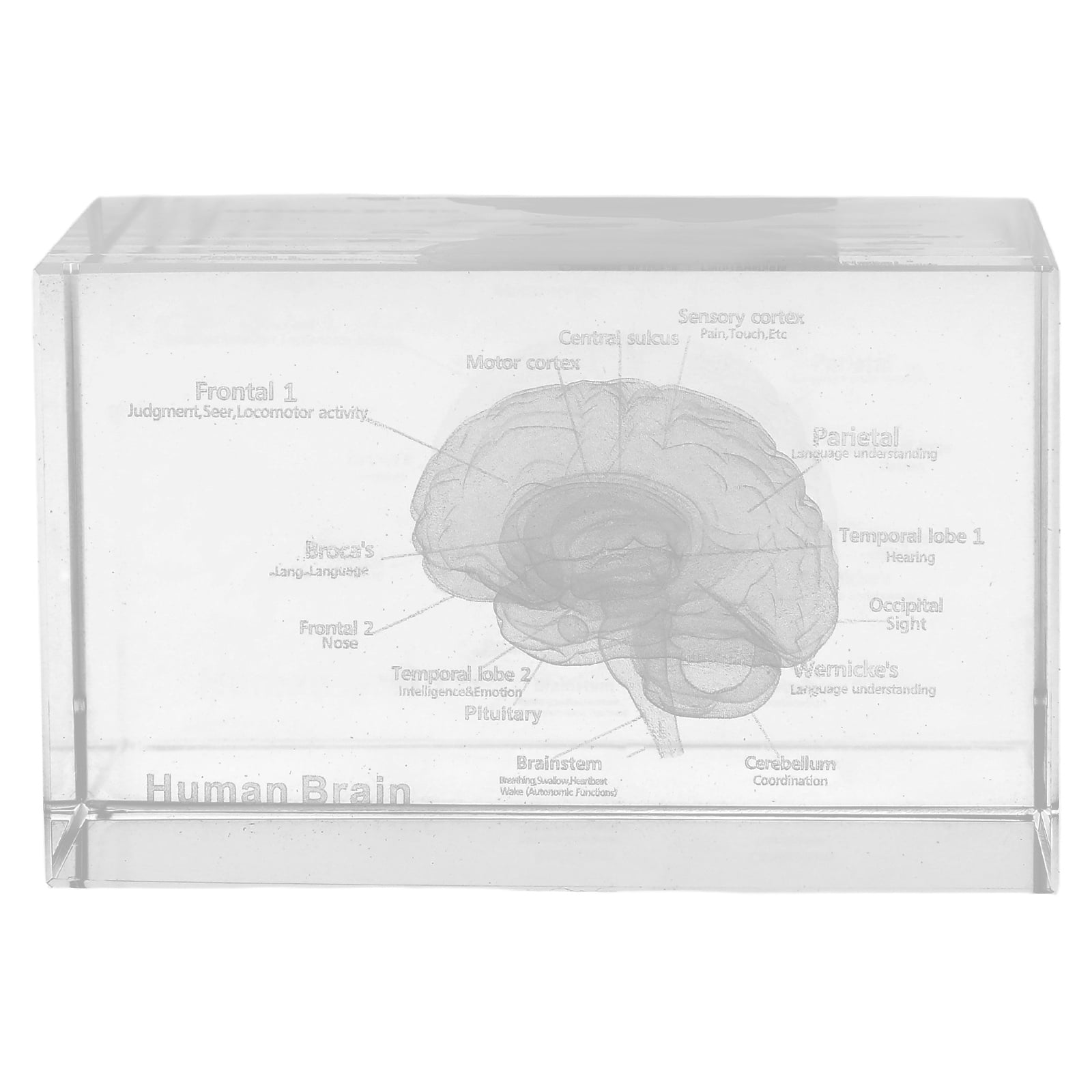 3 D Crystal Carved Ornaments Realistic Anatomical Model Brain - Walmart.com
