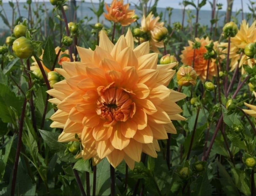 3 Dahlia Noordwijks Glory Bulbs for Planting Large Decorative Dahlia ...