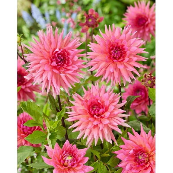 3 Dahlia "Pink Lizza" Tubers for Planting (3 Large Tubers) - Walmart.com