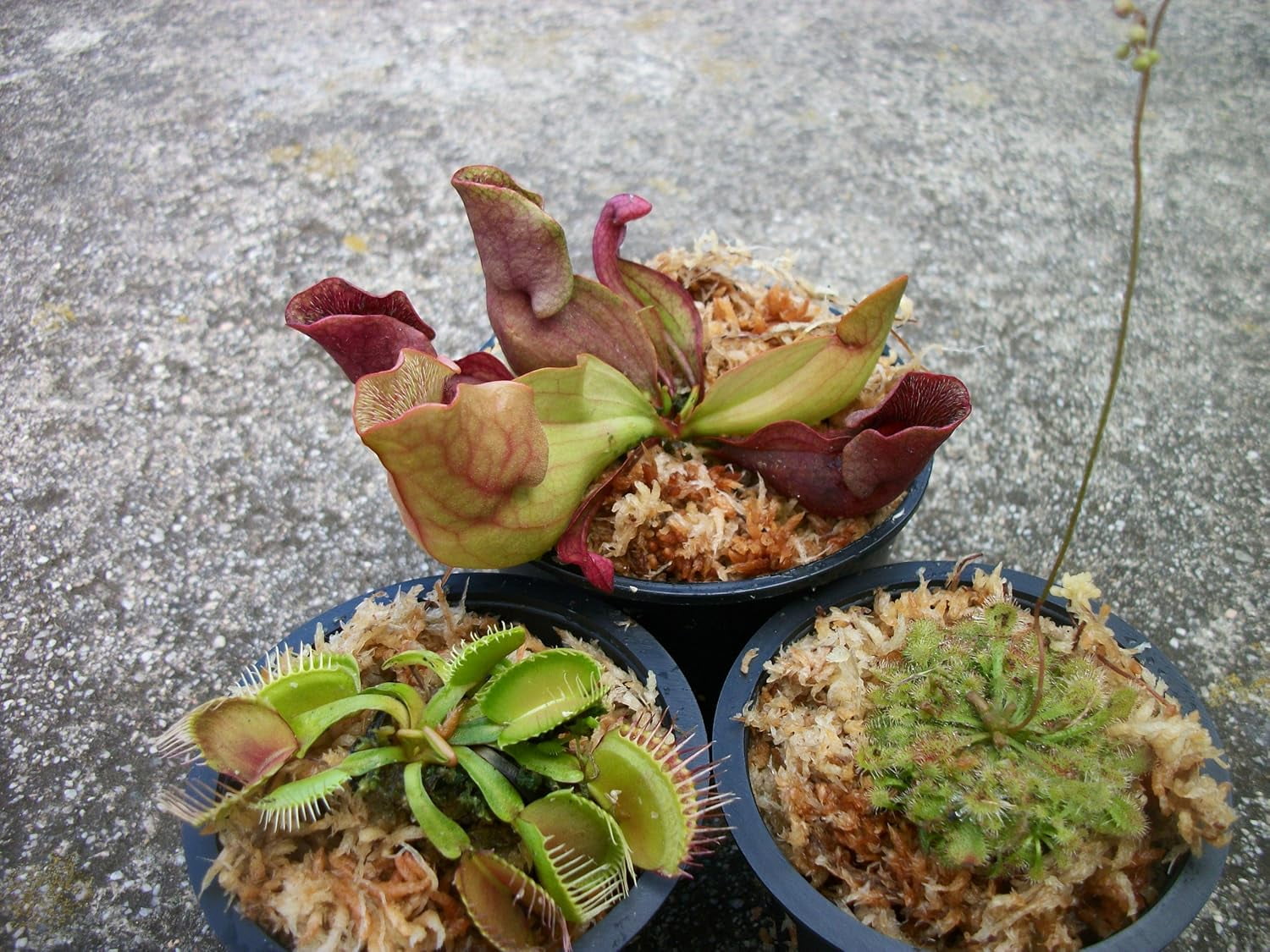 3 Different Carnivorous Plants Venus Fly Trap, Pitcher Plant, and ...