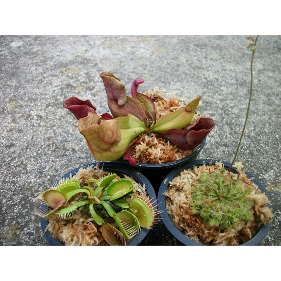 3 Different Carnivorous Plants Venus Fly Trap, Pitcher Plant, and ...