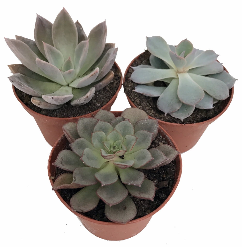 3 Different Desert Rose Succulent Plants - Echeveria- 3" Pots - Walmart.com