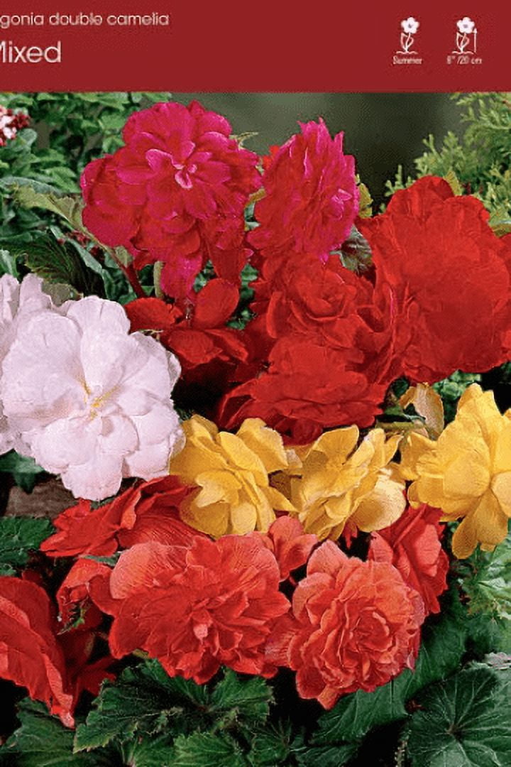 Live Flowering 3 Double Begonia Camelia Style Bareroot - Walmart.com