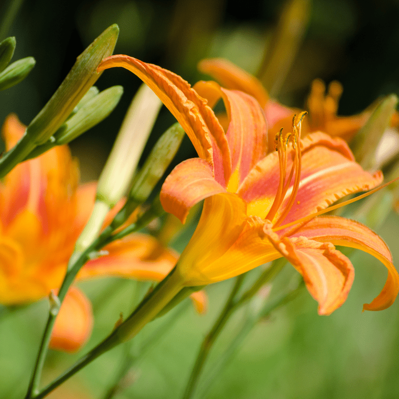 3 Double Orange Daylily Bare Roots, Colorful Fragrant Flowers Plant ...