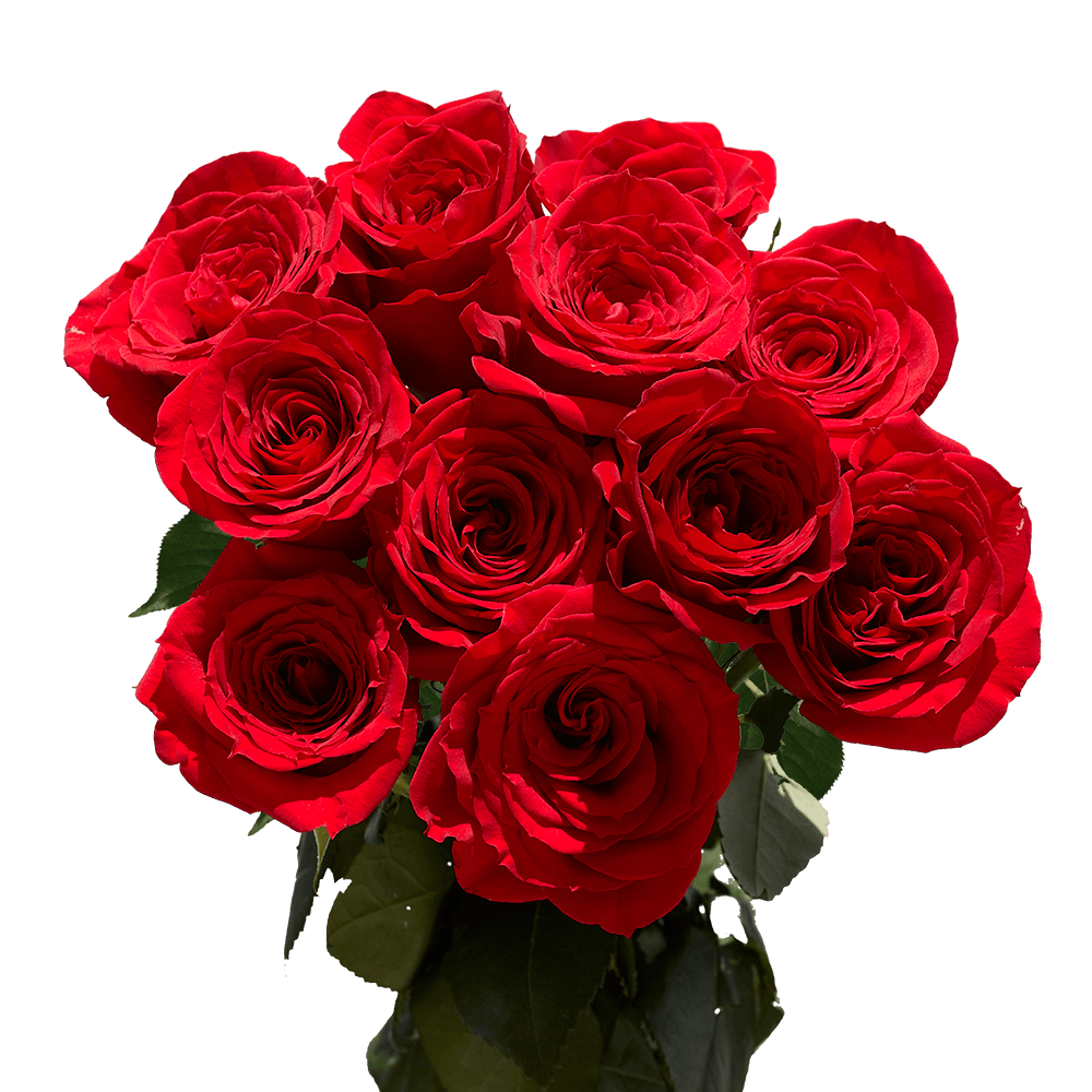50 Stems Of Red Roses Beautiful Fresh Cut Flowers Express Delivery