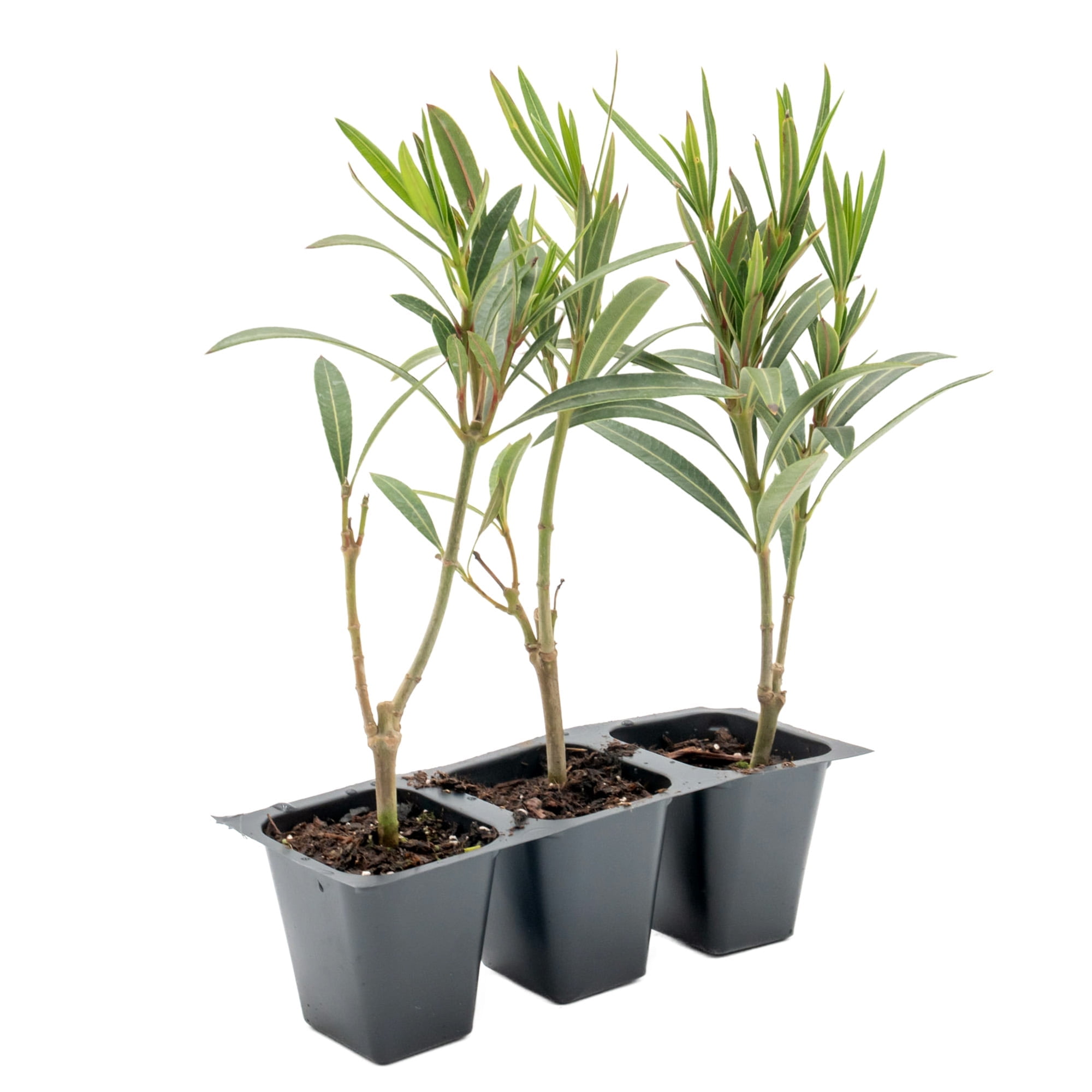 3 Dwarf Red Oleander Shrubs Live Plants in 2.5-inch Nursery Cubes ...