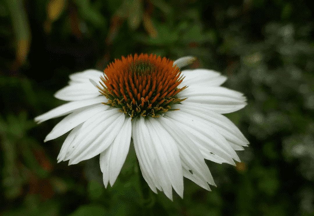 3 Echinacea Powwow White Coneflower 4" Pot - Live Potted Plant ...