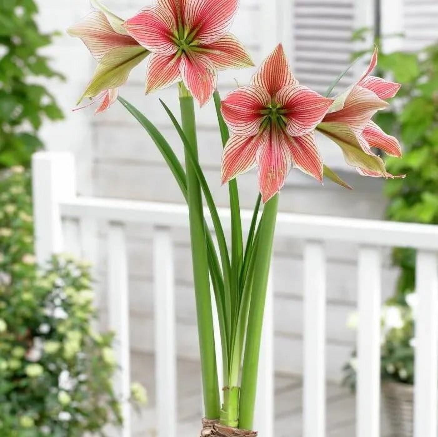 3 Exotic Star Bulb, Healthy bulb! Great for Forcing! Wonderful and ...