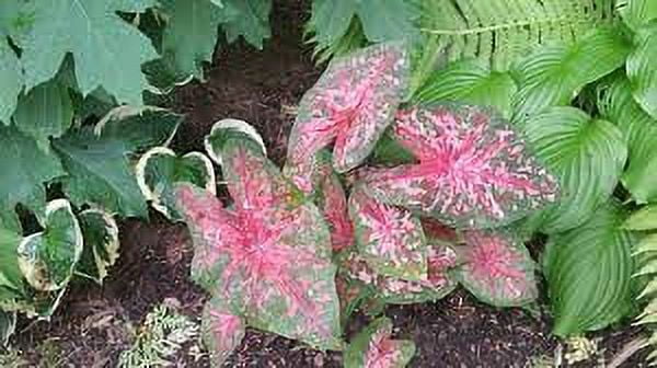 3 Fire Chief Caladium Bulbs - Walmart.com