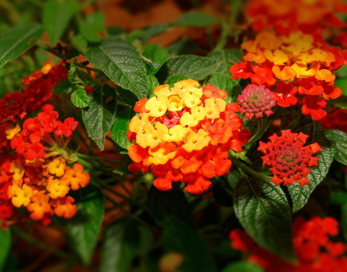 3 Fireworks Lantana Camera Plants Live, Lantana Live Plants for ...