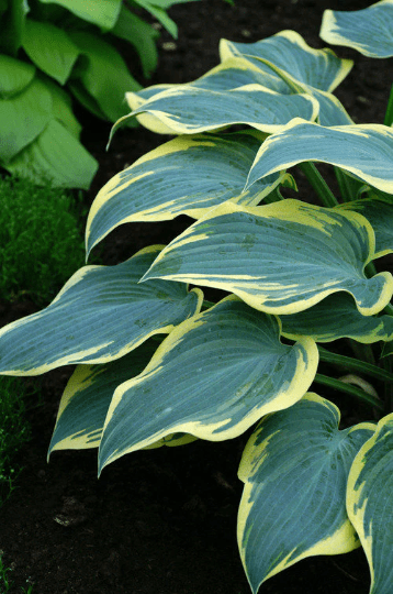 3 First Frost Hosta Bareroot Plants - Walmart.com