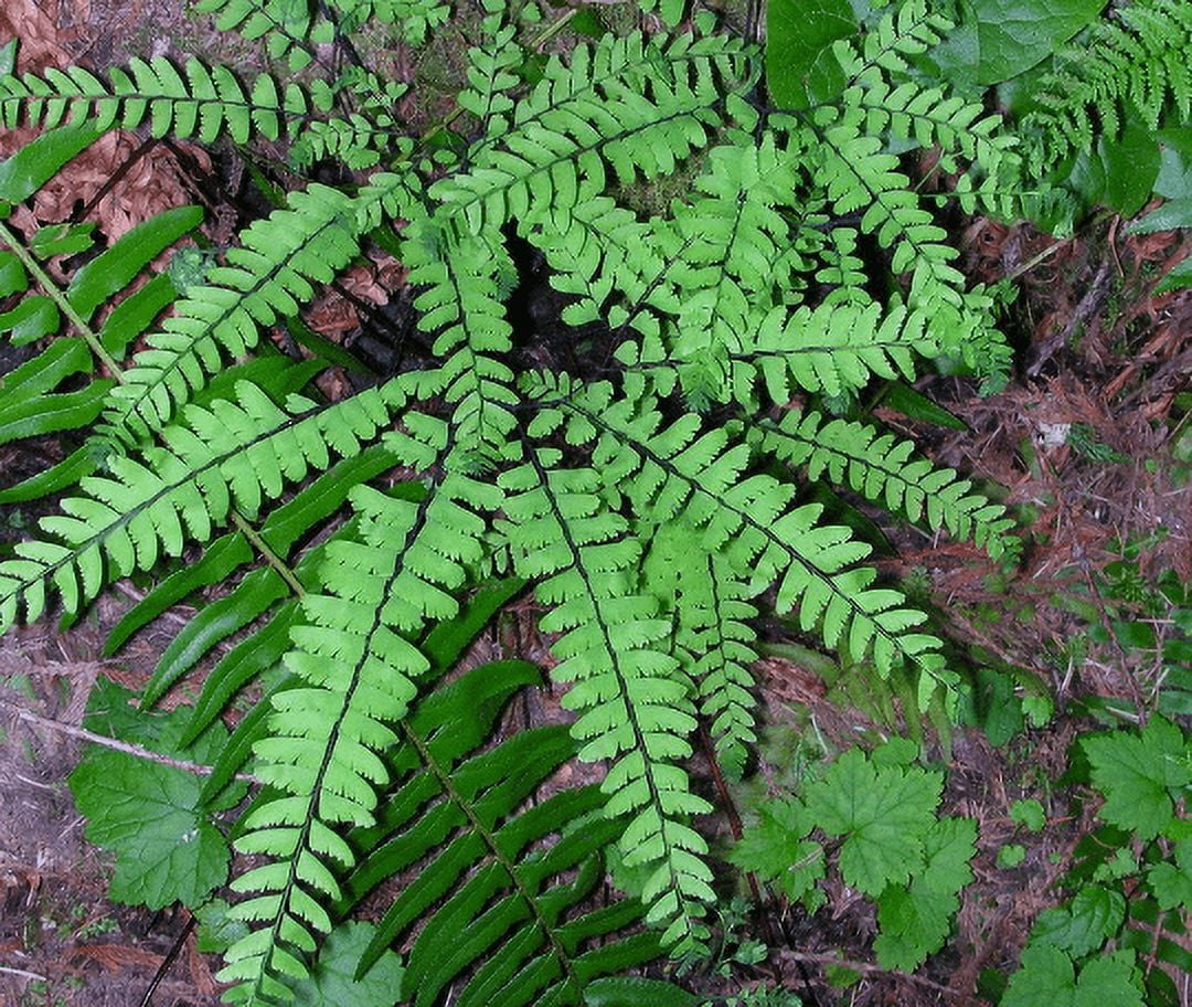 3 Five-Finger Maidenhair Fern Plants in 3.5" Pots - Walmart.com