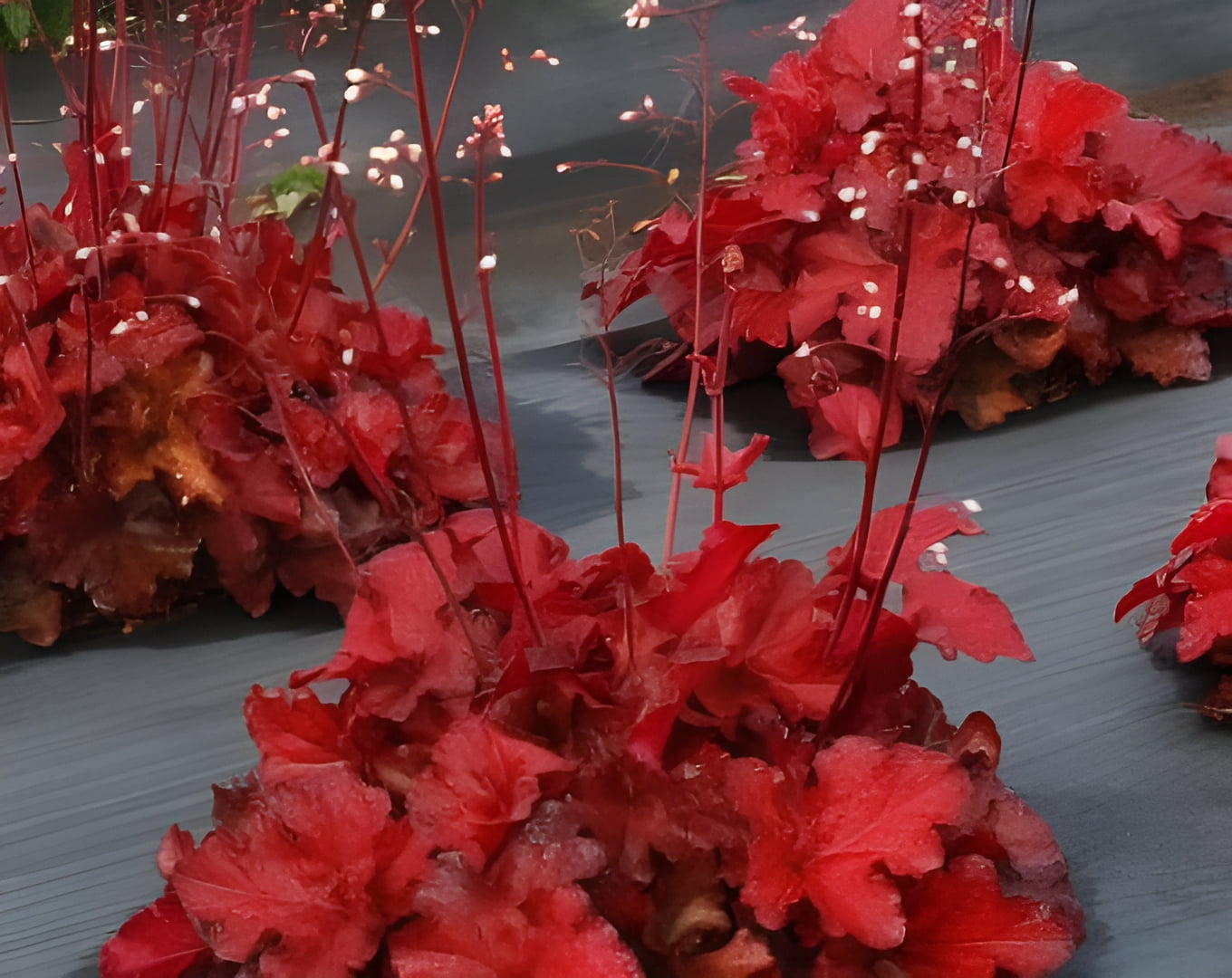 3 Forever Red Heuchera in 4" pots - Walmart.com