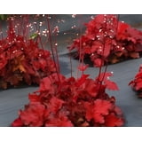 3 Forever Red Heuchera in 4" pots - Walmart.com