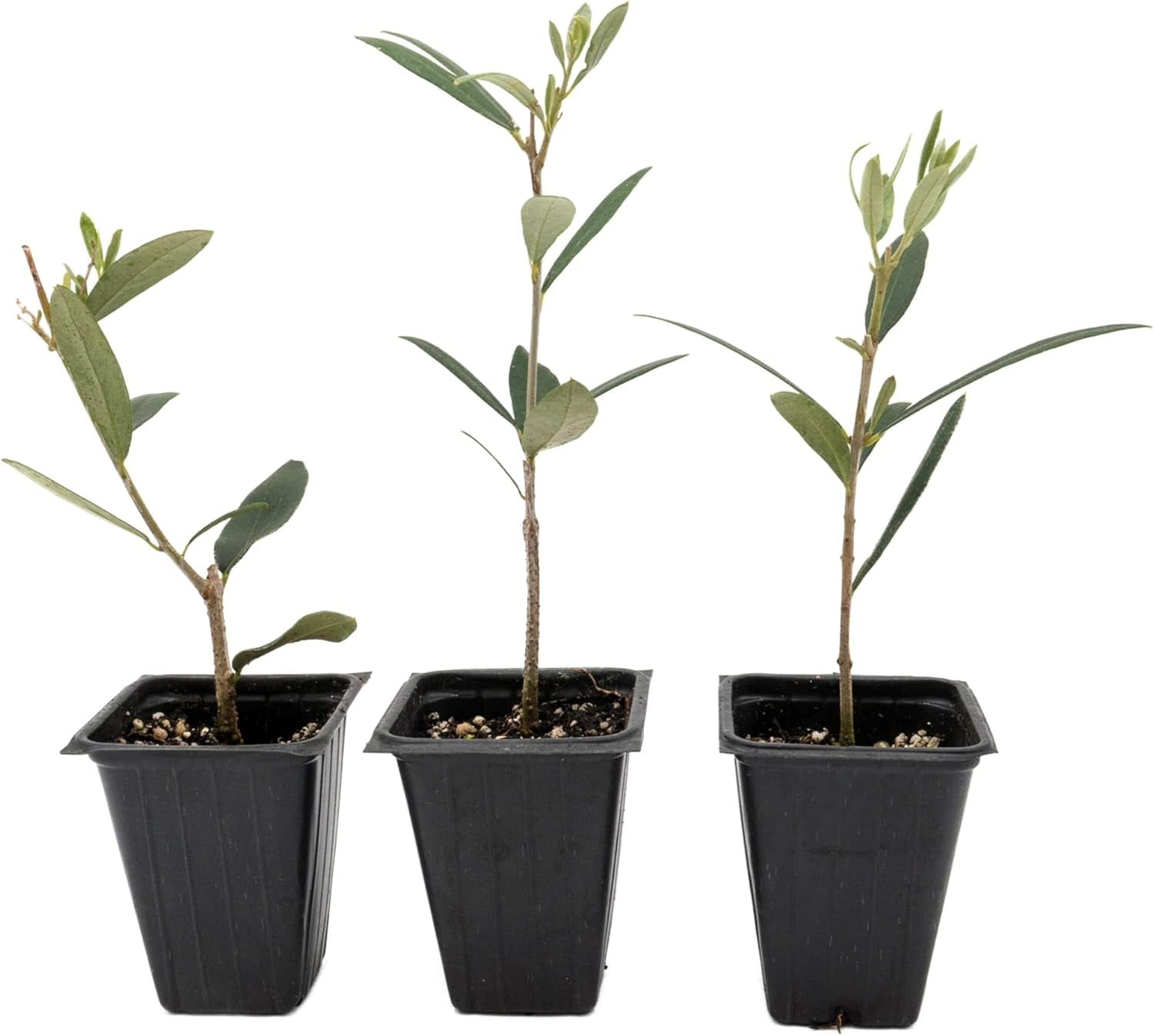 3 Fruitless Olive Trees | Live Saplings in 2.5-inch Nursery Cubes ...