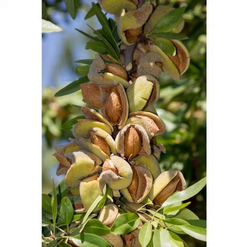 3 Ft. All-In-One Almond Bare Root Tree Self Pollinating Heavy Producing ...