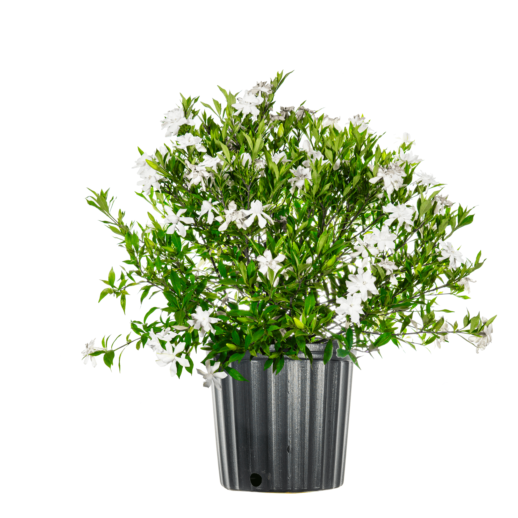 3 Gal. Frost Proof Gardenia - Fragrant White Blooms - Perfect Dwarf ...