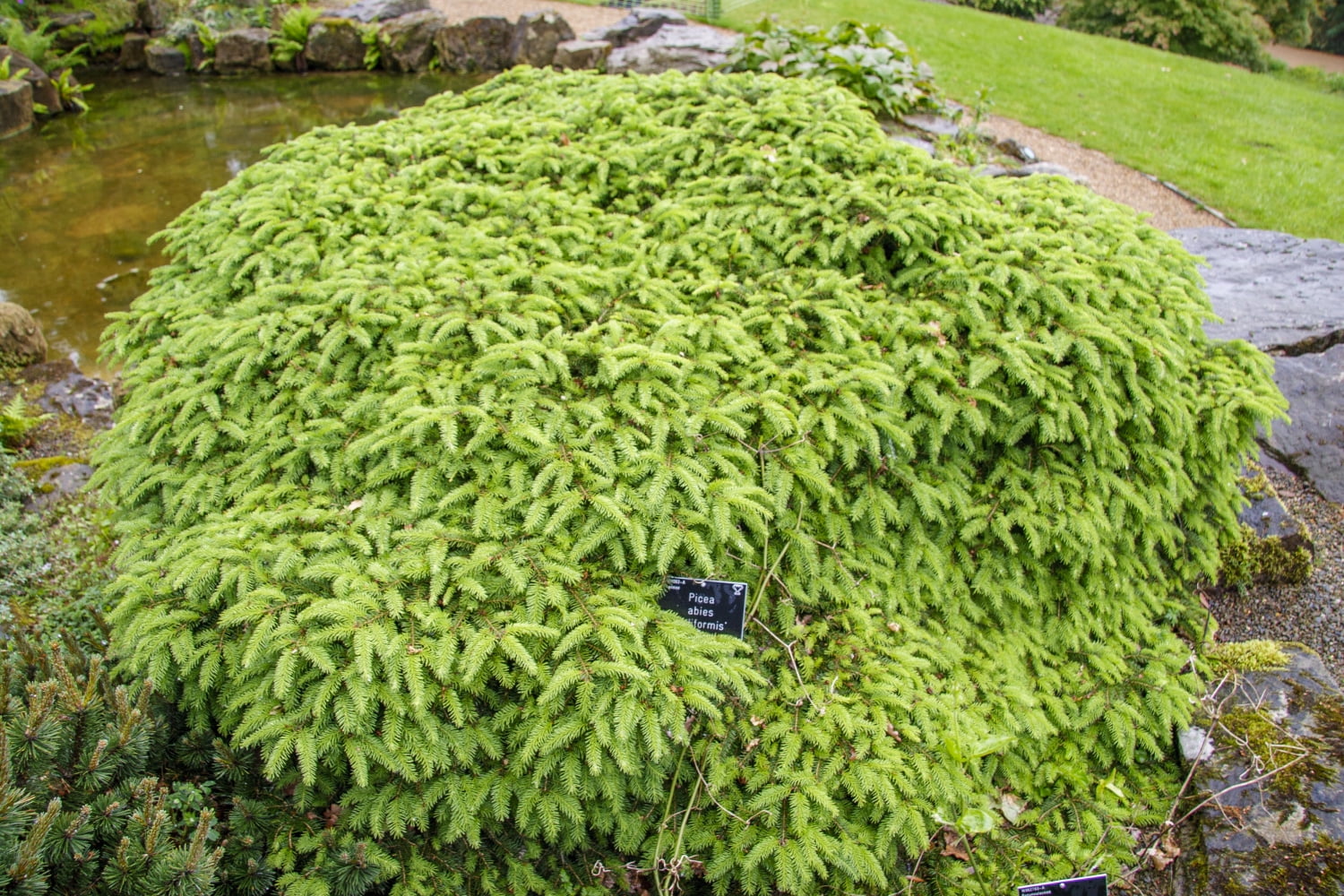 3 Gal. Pot, Bird's Nest Spruce Evergreen Shrub, One Plant per Offer ...