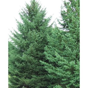 Evergreen Trees in Trees - Walmart.com