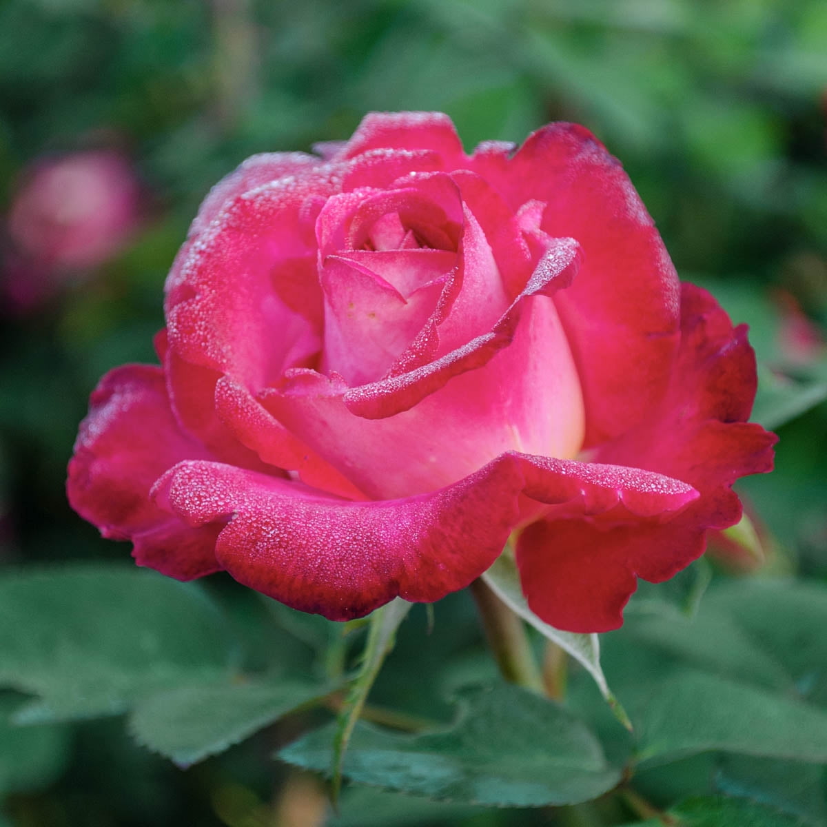3 Gal. Pot, Dick Clark Grandiflora Rose Potted Plant - 1 plant per ...