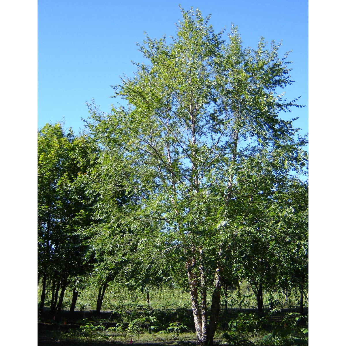 3 Gal. Pot, Heritage Clump Birch Starter Shade Tree, One Plant per ...