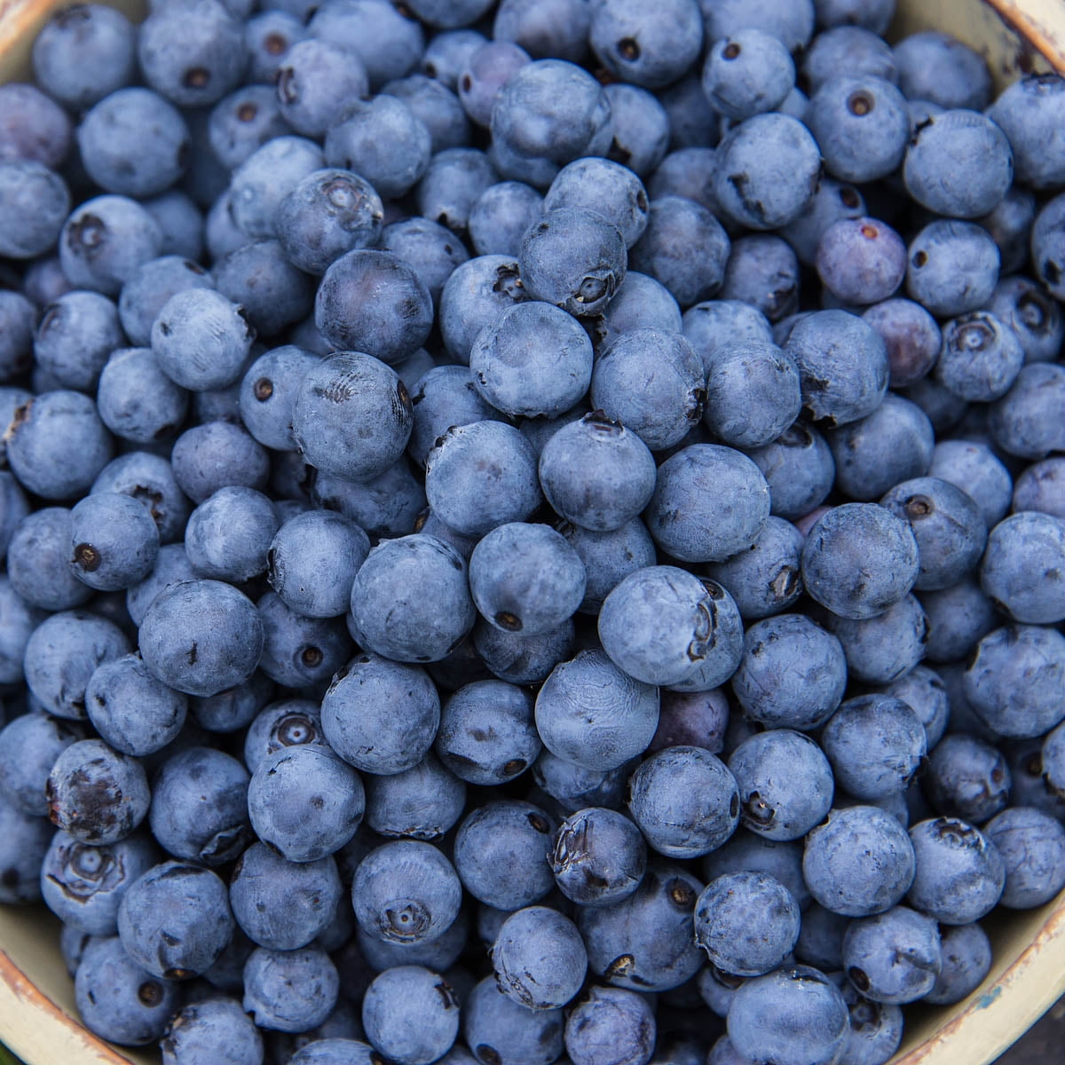 3 Gal. Pot, Mini Blues Blueberry Bush Fruit Bearing Plant, One Plant ...