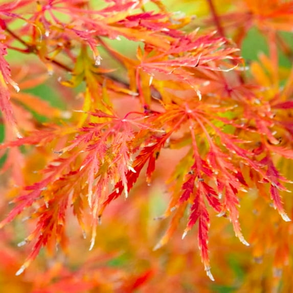 3 Gal. Pot, Orangeola Japanese Maple Ornamental Tree, One Plant per ...
