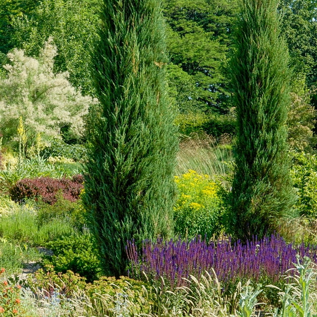 3 Gal. Pot Skyrocket Upright Juniper, Live Evergreen Shrub, One Plant ...