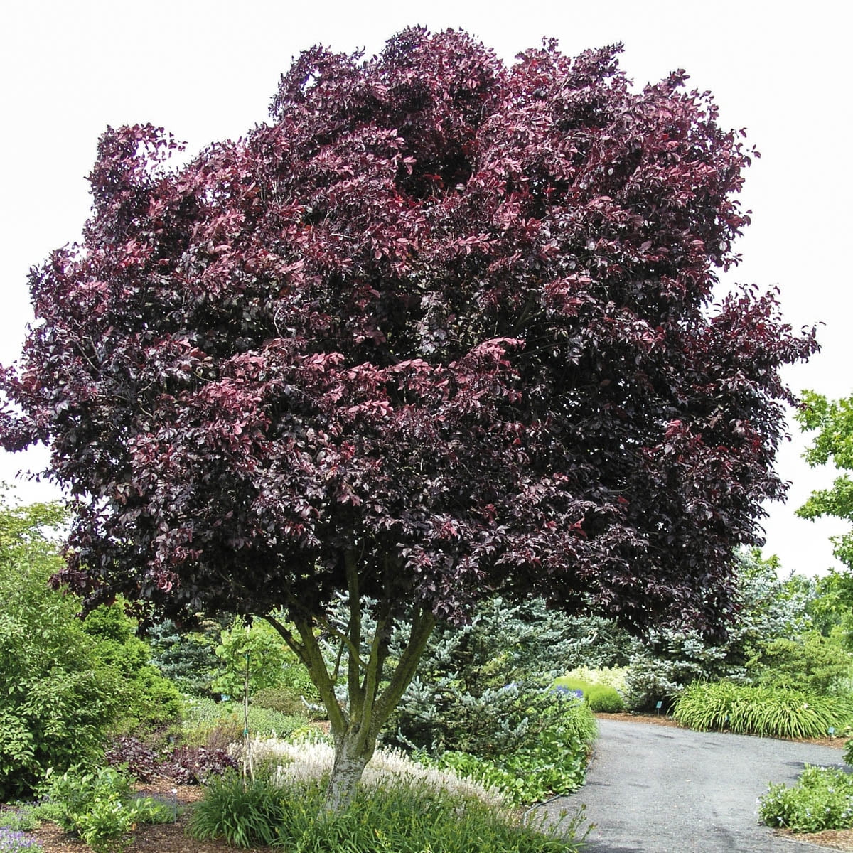 3 Gal. Pot Thundercloud Pink Flowering Plum Ornamental Tree, One Plant ...