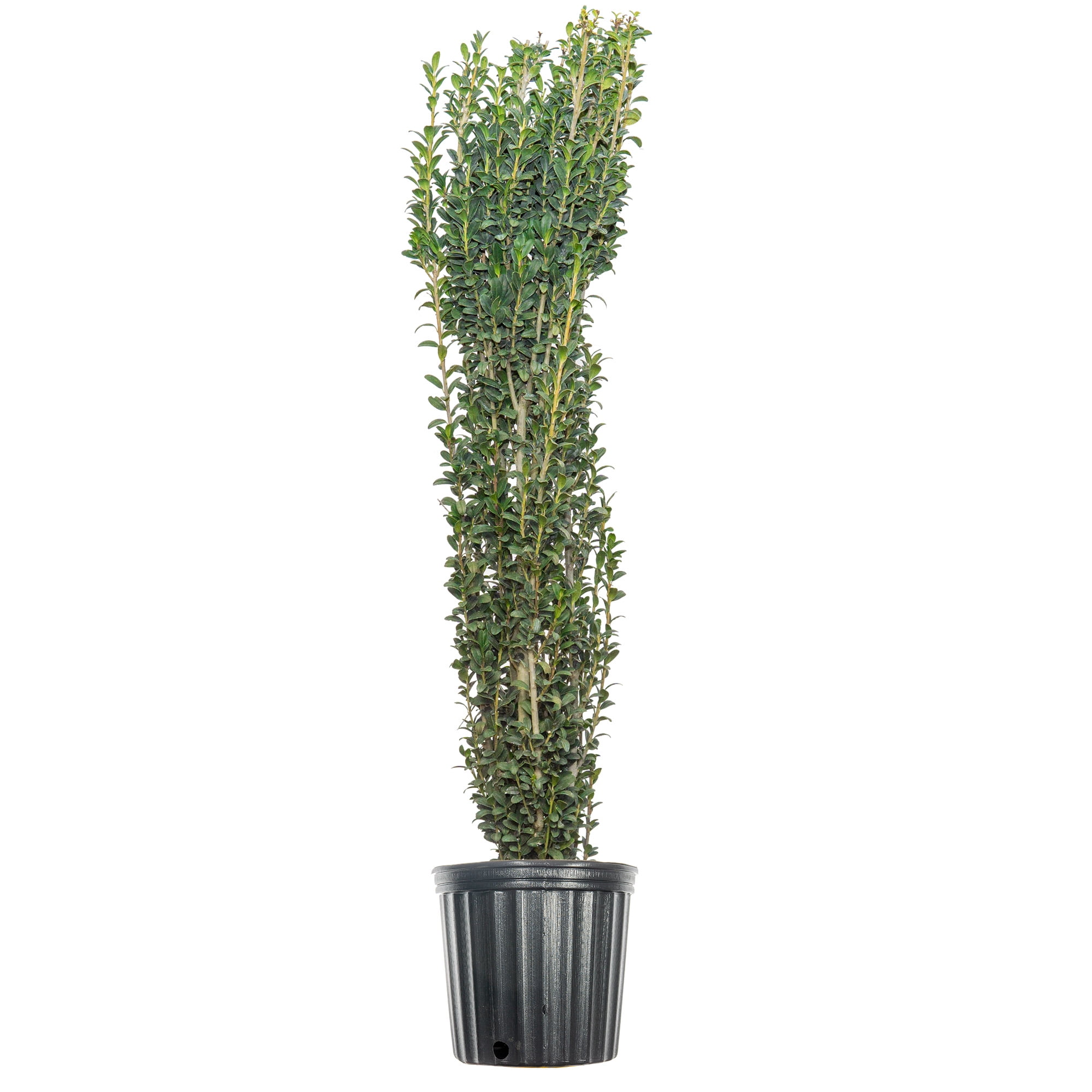 3 Gal. Sky Pencil Holly - Vertical Accent Plant - Walmart.com