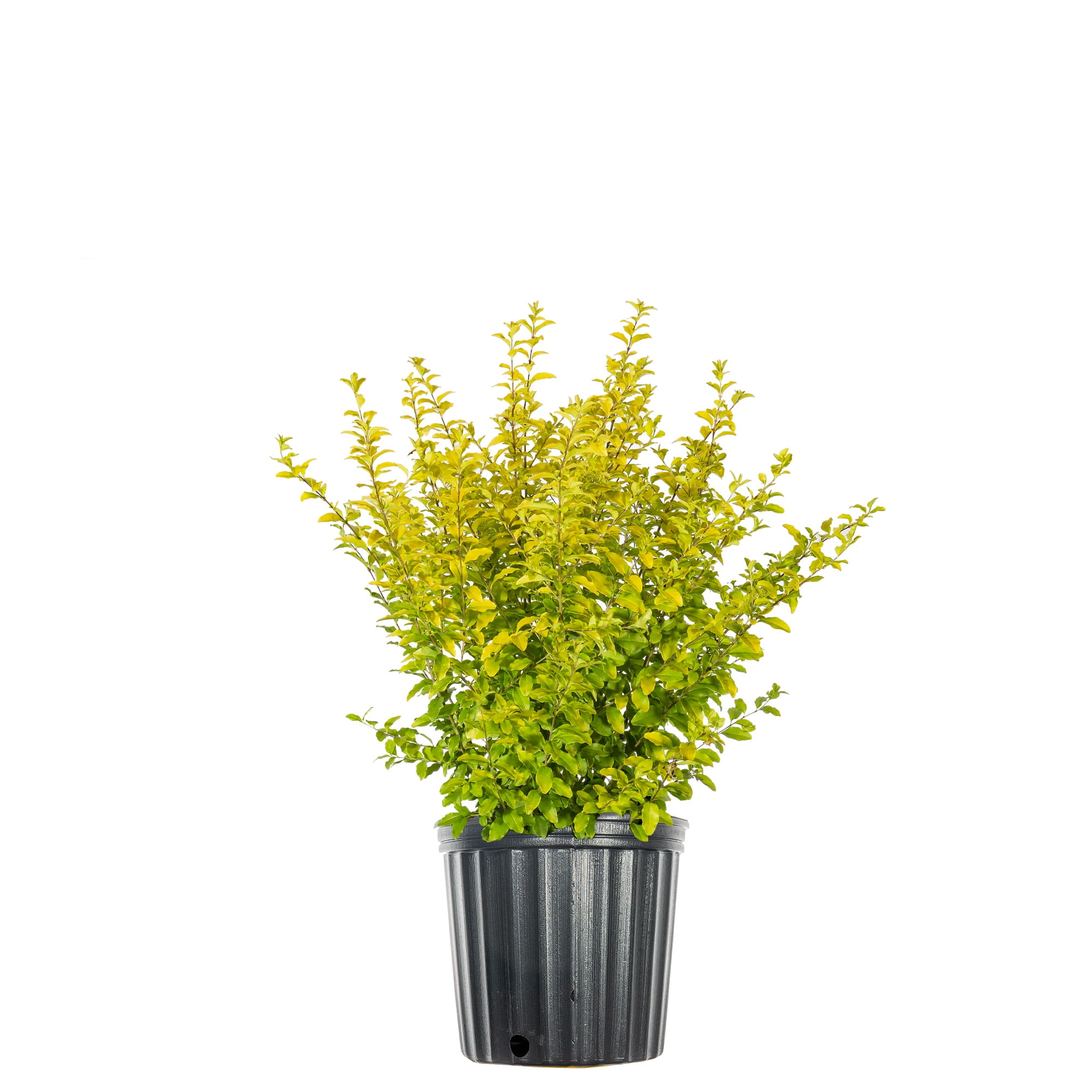 Cricket's Nursery 3 gal Sunshine Ligustrum Live Shrub - Walmart.com