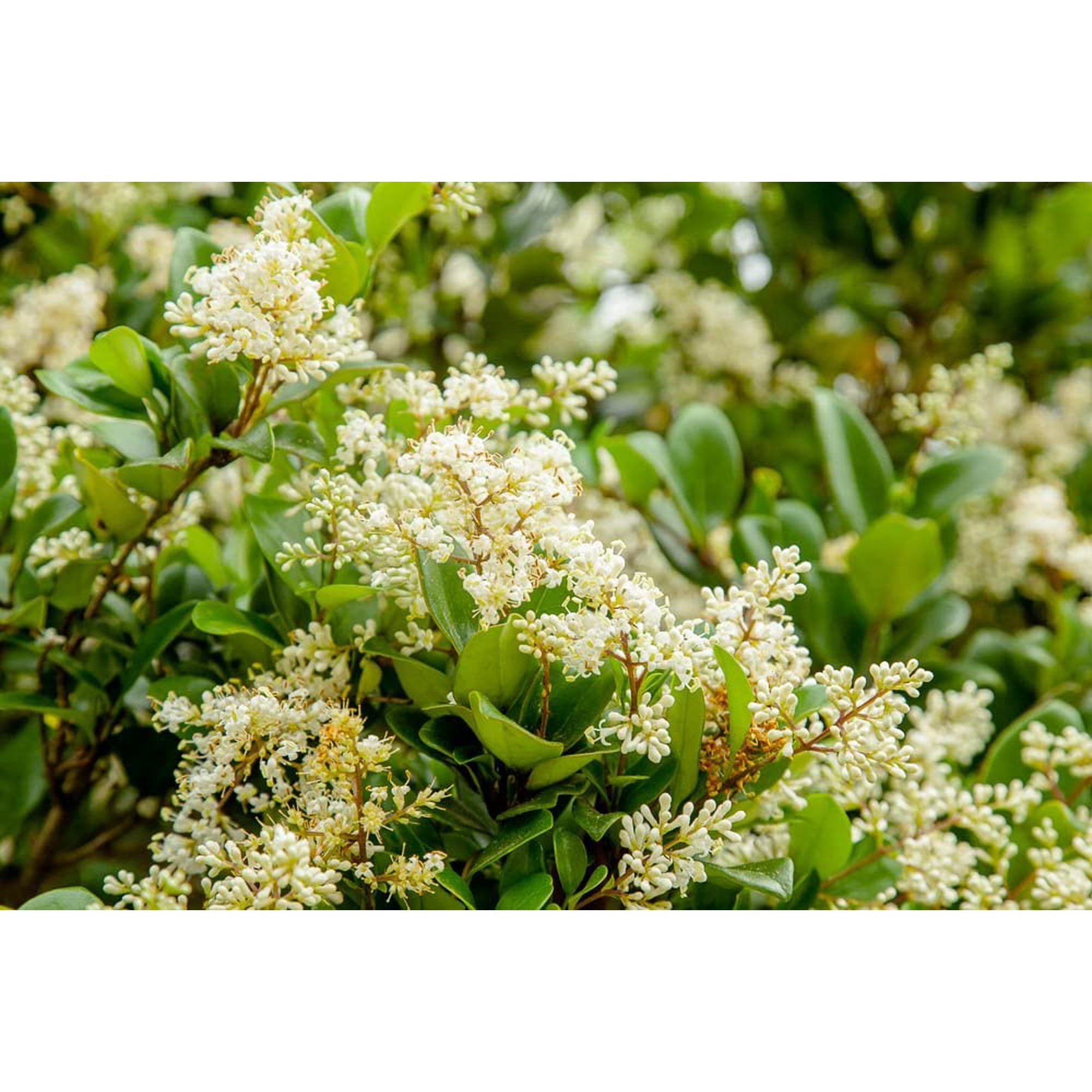 Ligustrum Hedge