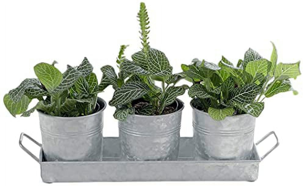 3 Galvanized Metal 4-Inch Flower Pots with Caddy Tray - Ideal for ...