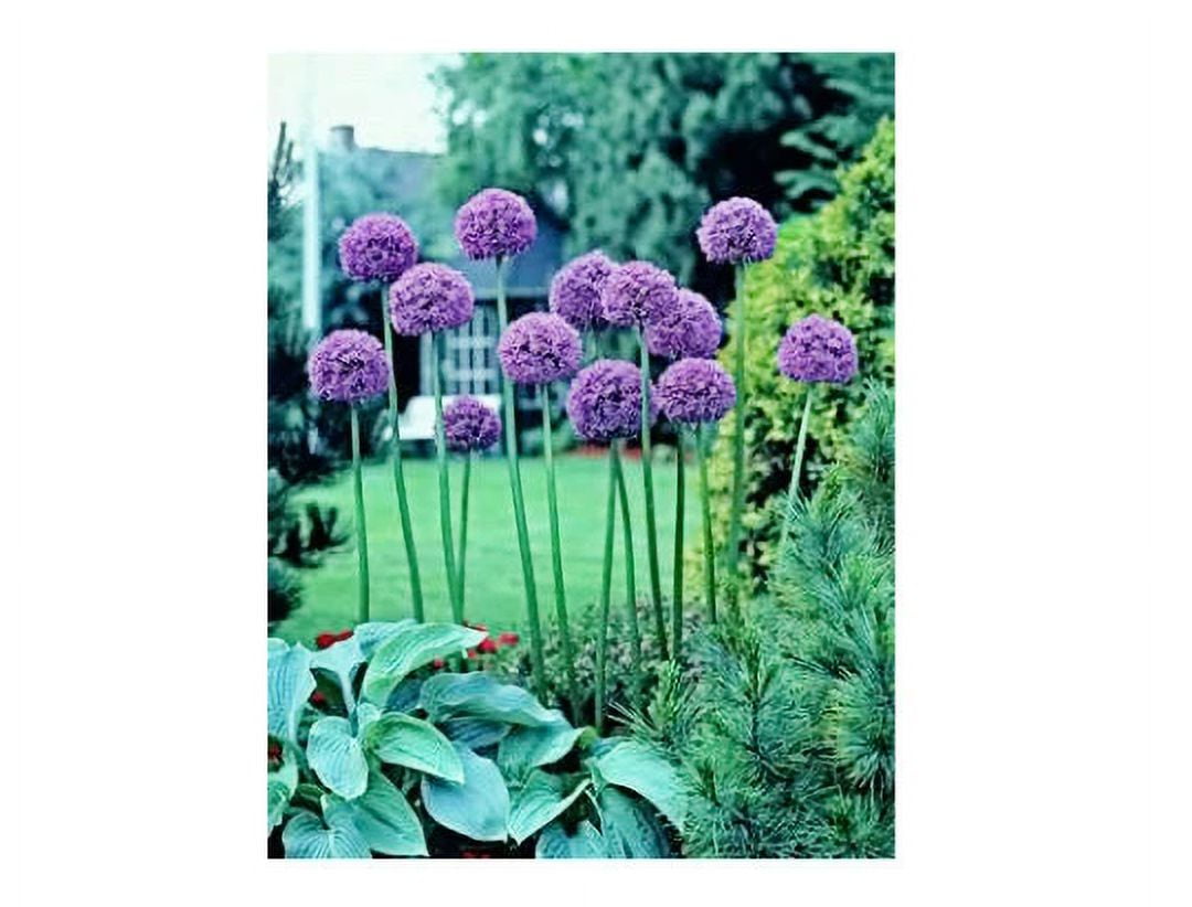 3 Giant Allium Globemaster Bulbs - Walmart.com