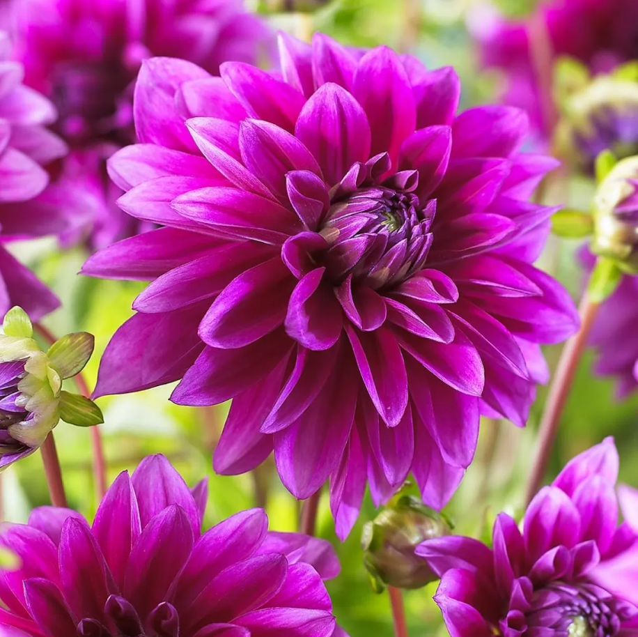 3 Giant Decorative Le Baron Dahlia Bulbs for Planting, Purple ...