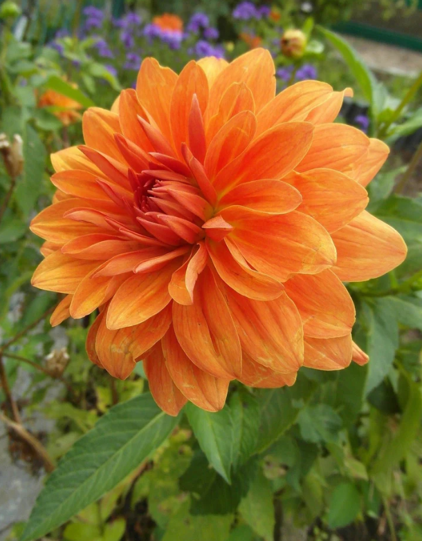 3 Giant Noordwijks Glorie Dahlia Bulbs for Planting, Orange Dinnerplate ...