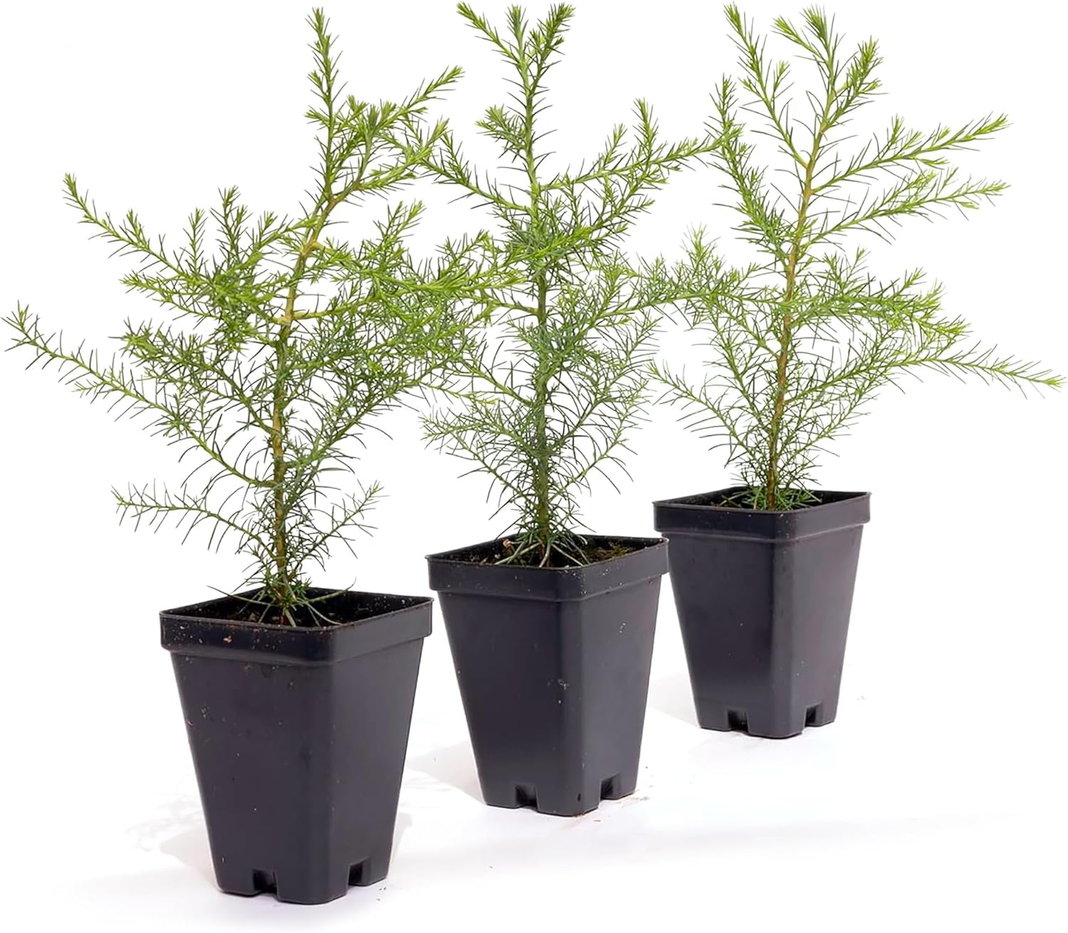 3 Giant Sequoia Trees | Live Saplings in 2.5-inch Nursery Cubes ...