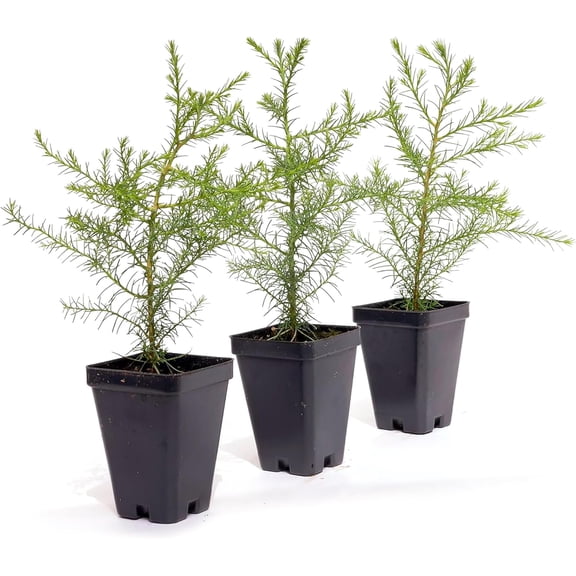 Live Trees Outdoor Trees