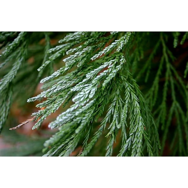 3 Giant Sequoia Trees | Live Saplings in 2.5-inch Nursery Cubes ...