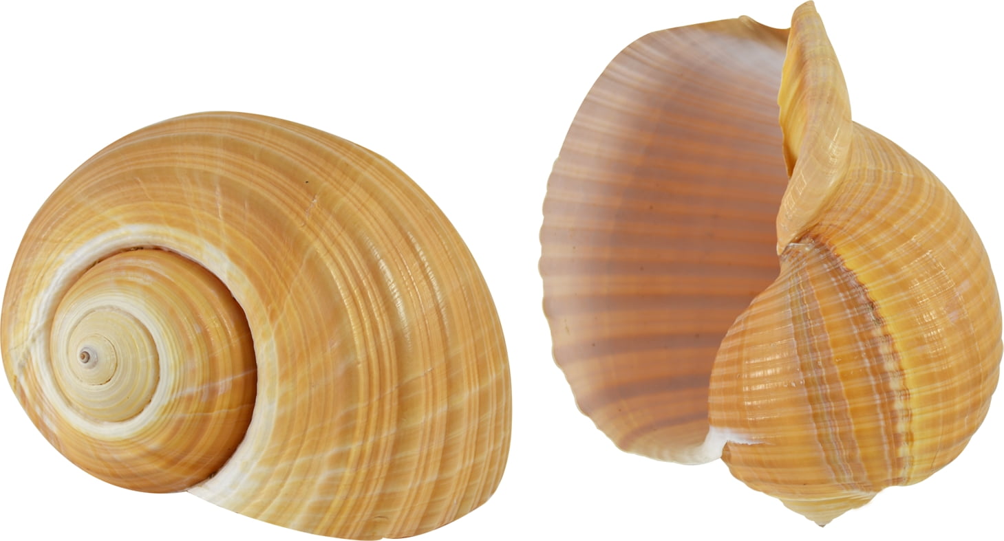 3 Giant Tun (Tonna Olearium) Decorative Shells 4.5-6" (Set of 3 ...